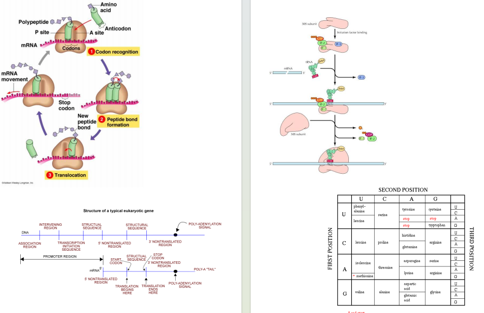 USABO&BBO生物竞赛 - USA Biology Olympiad